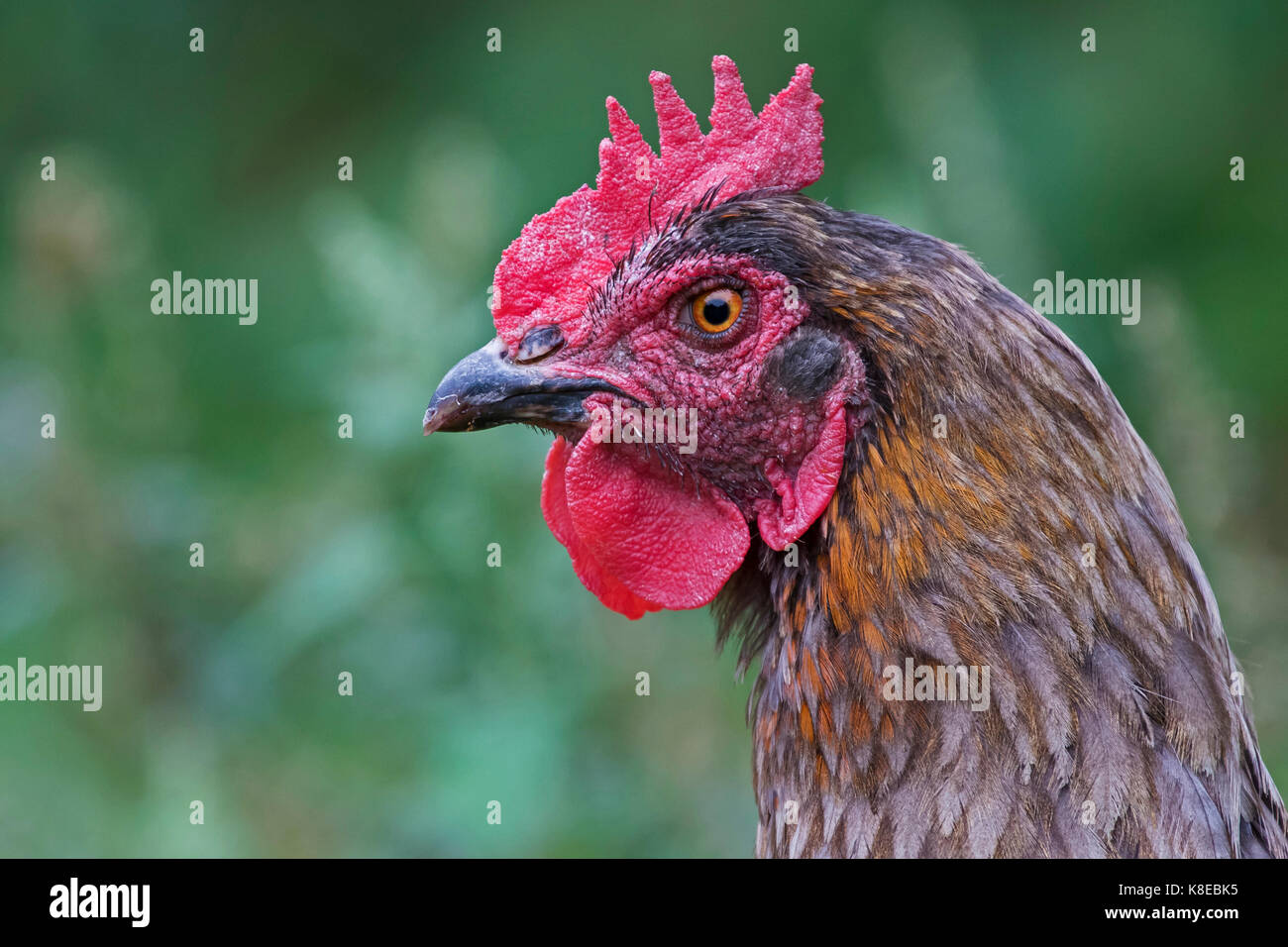 Hen portrait hi-res stock photography and images - Alamy