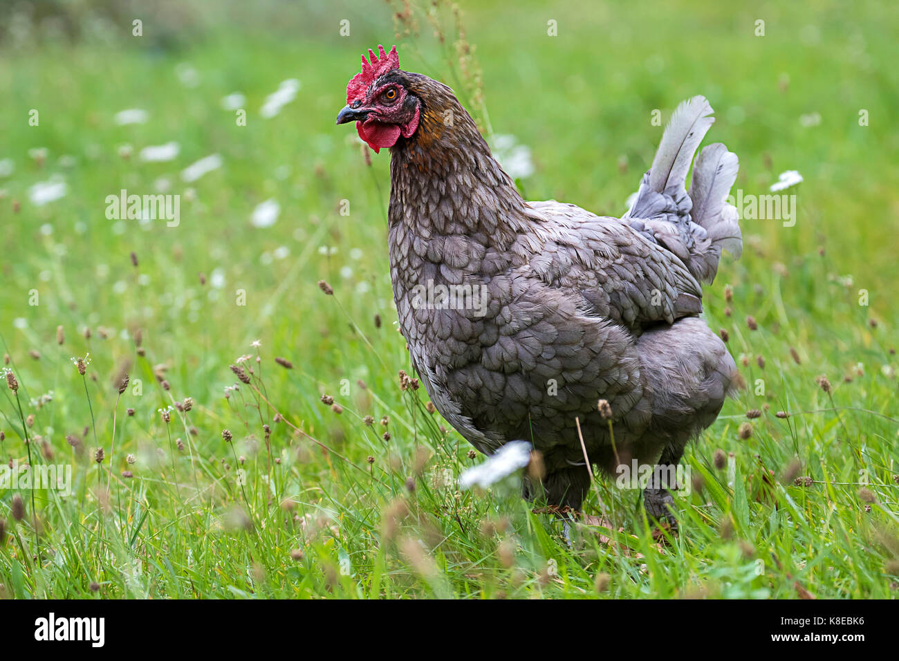 Domestic chicken breed hi-res stock photography and images - Alamy
