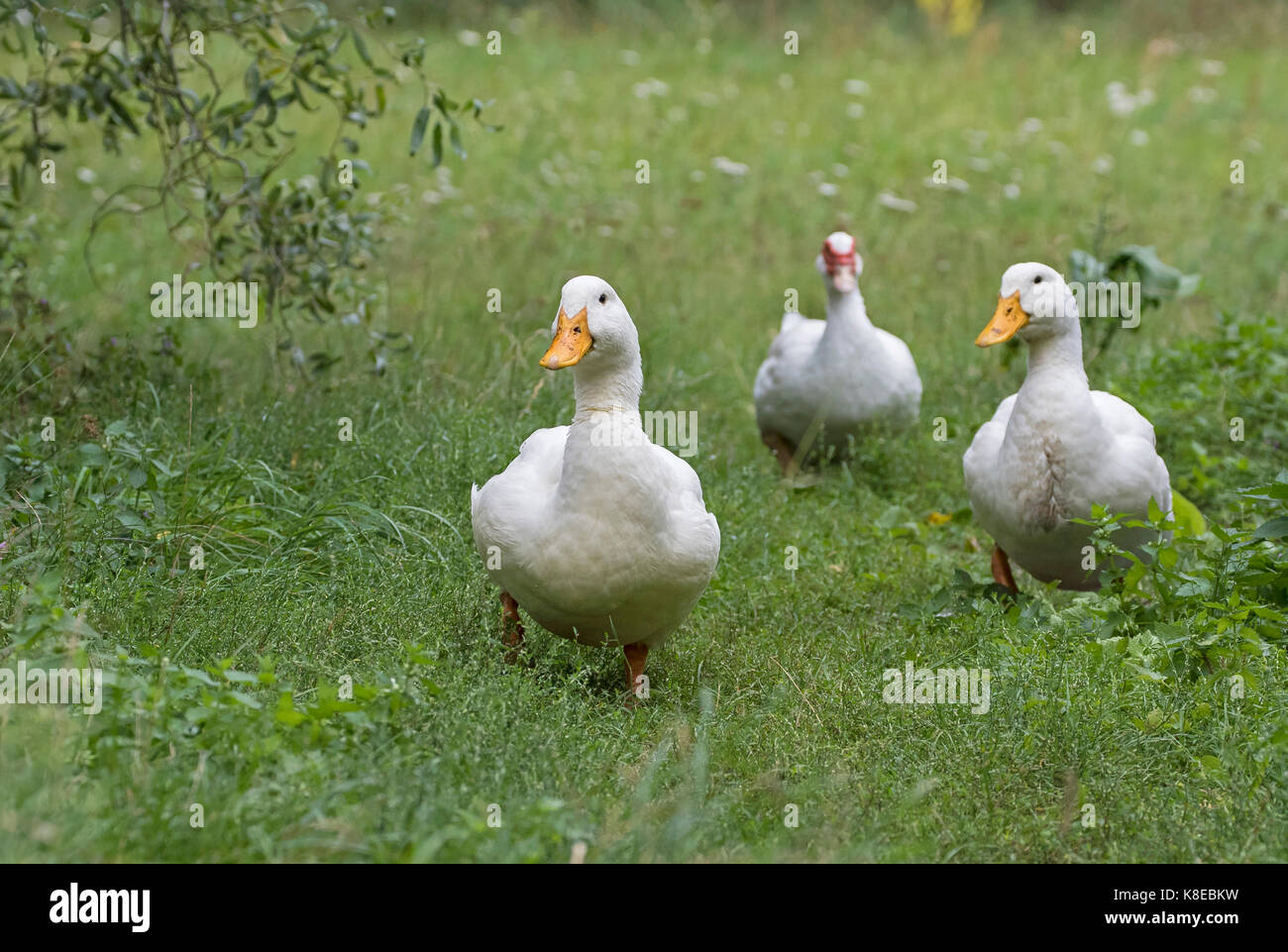 Two German Peking ducks Stock Photo - Alamy