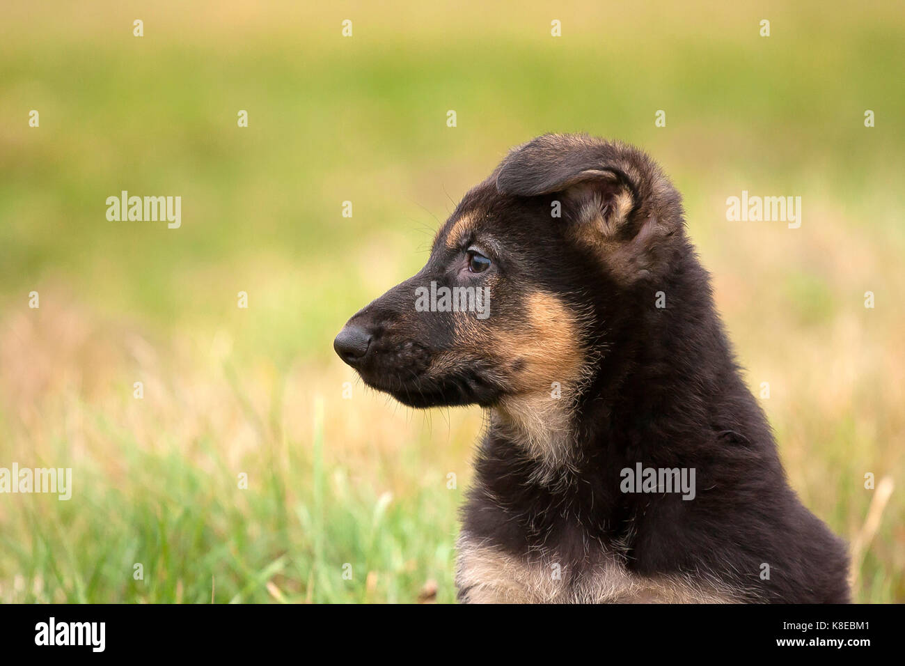 German Shepherd, puppy, 8 weeks, portrait Stock Photo - Alamy
