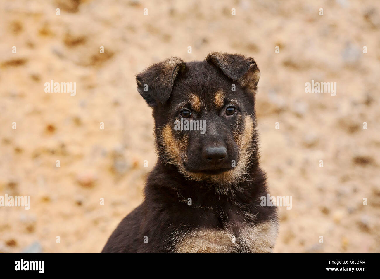 German Shepherd, puppy, 8 weeks, portrait Stock Photo - Alamy