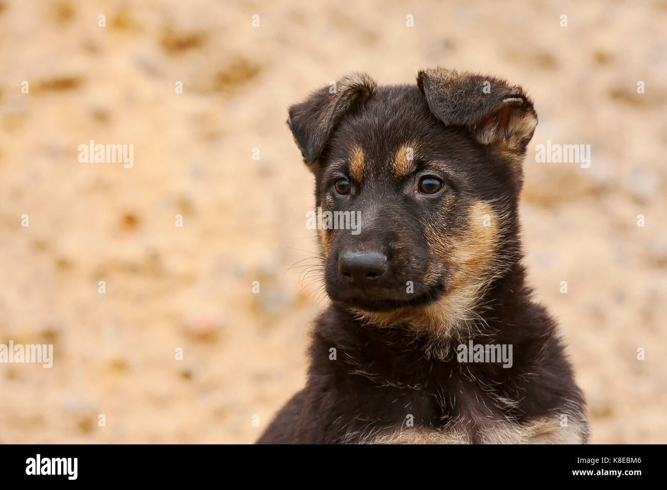 German Shepherd, puppy, 8 weeks, portrait Stock Photo - Alamy