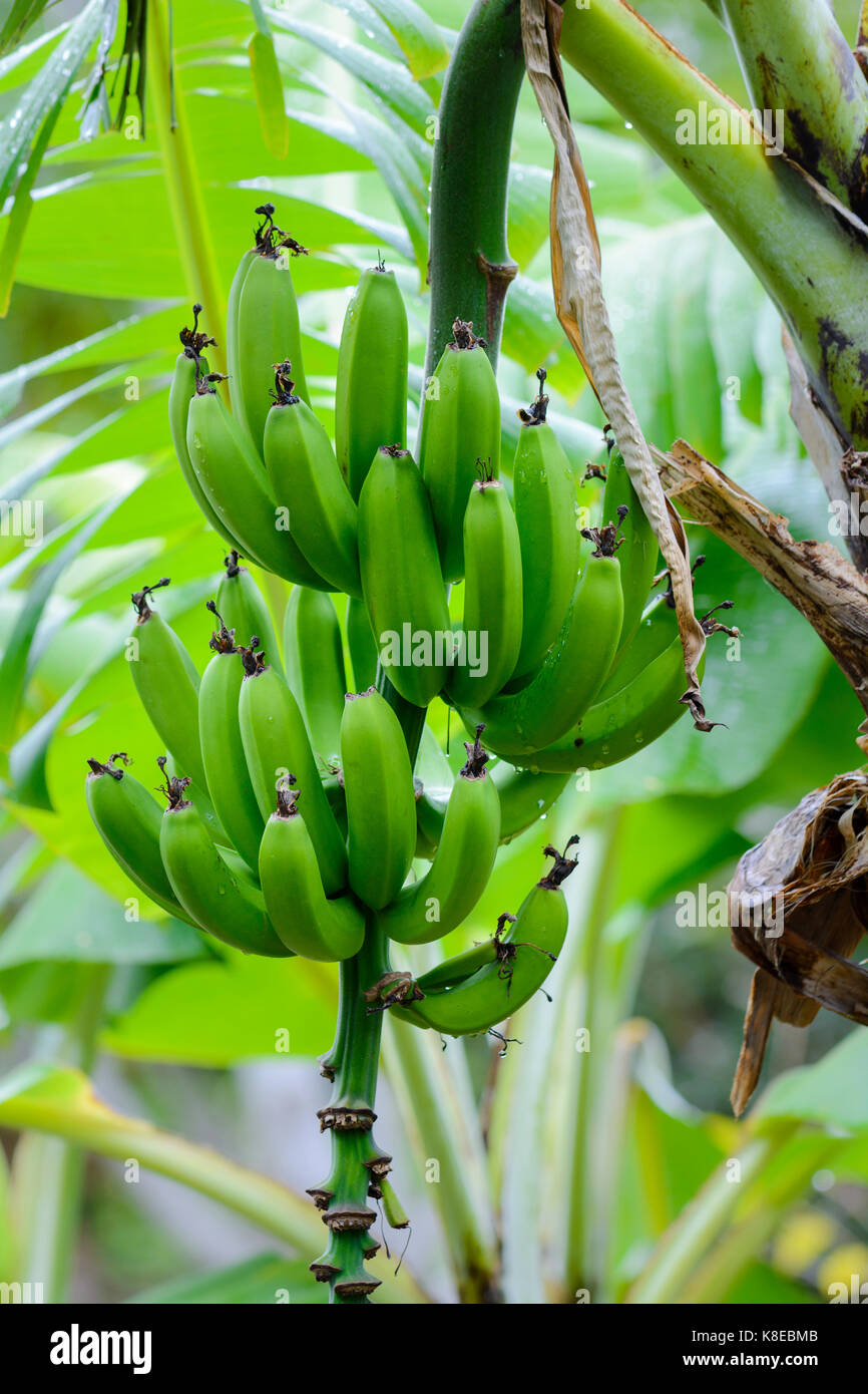Beautiful Banana Tree High Resolution Stock Photography and Images - Alamy
