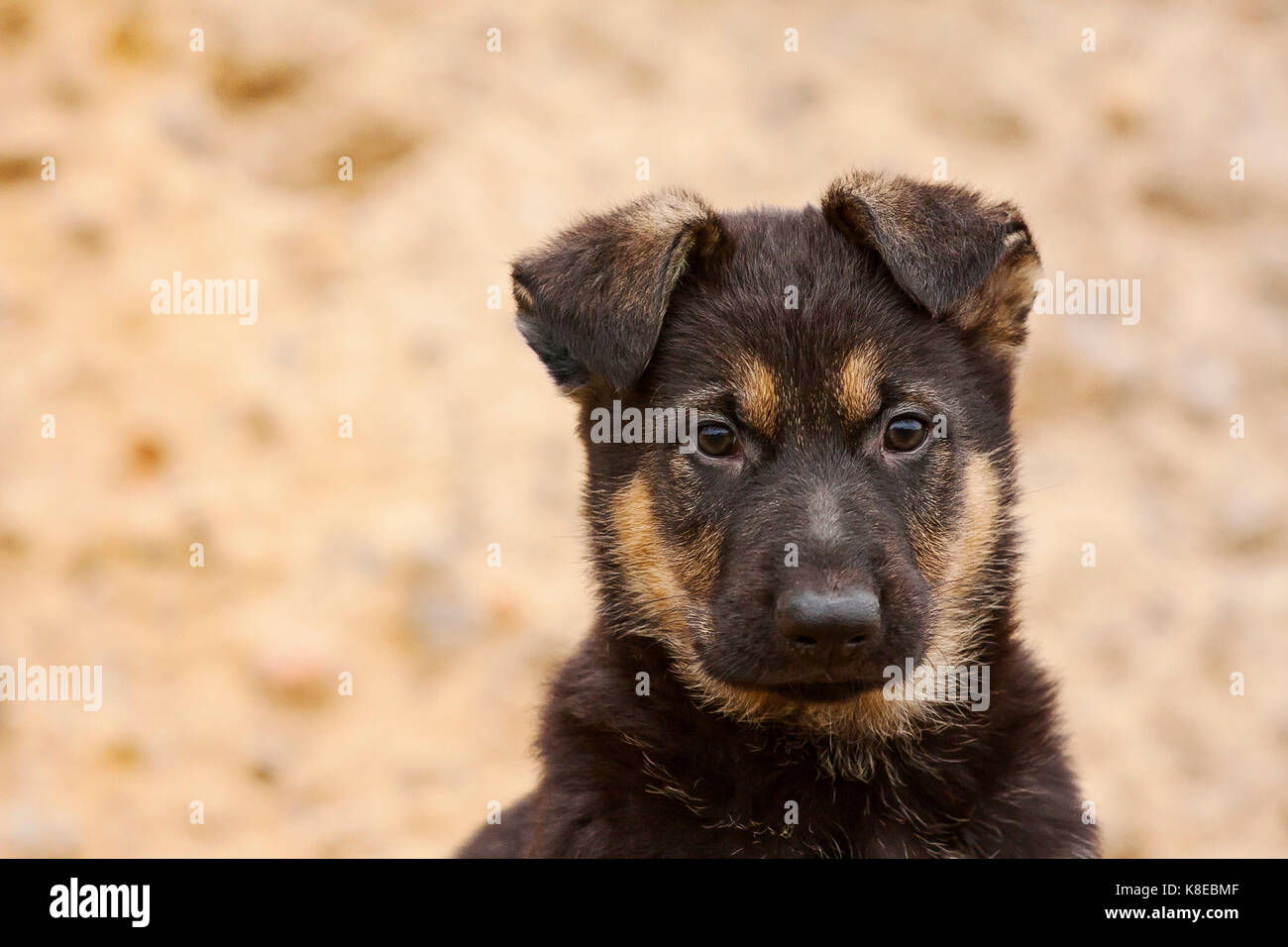 German Shepherd, puppy, 8 weeks, portrait Stock Photo - Alamy