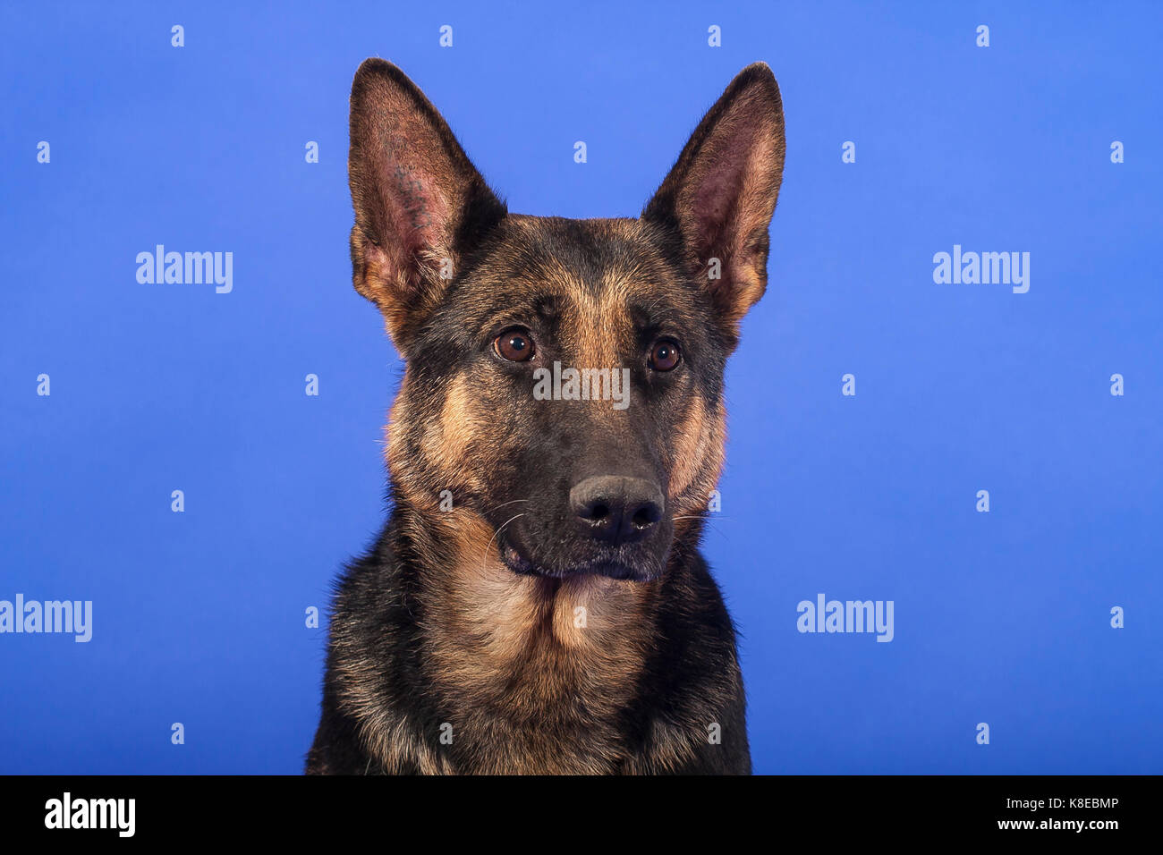 German Shepherd Portrait Stock Photo - Alamy
