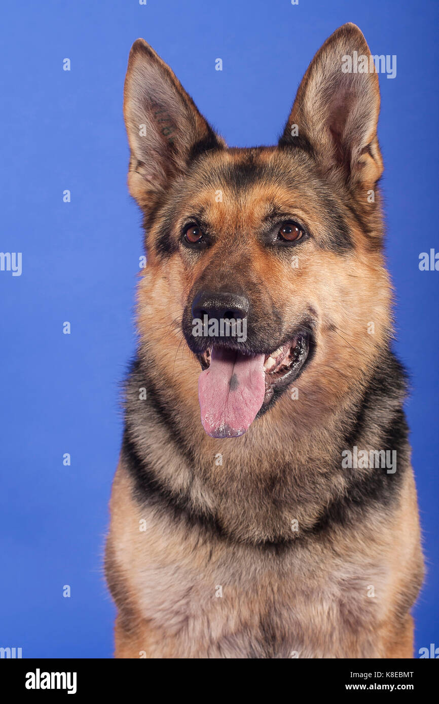 German Shepherd Portrait Stock Photo - Alamy