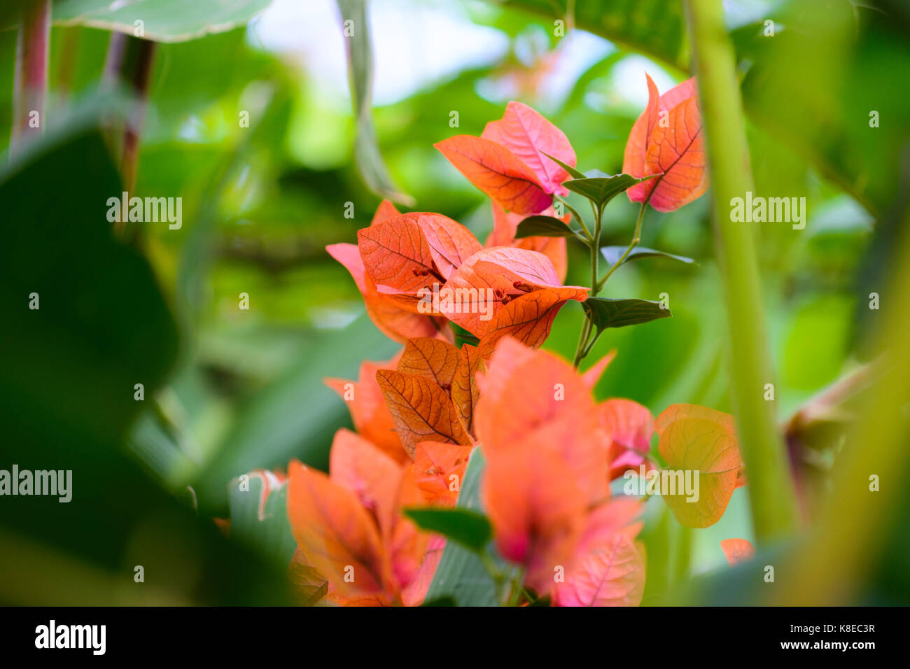 Close up of Bougainvillea flowers on garden Stock Photo - Alamy