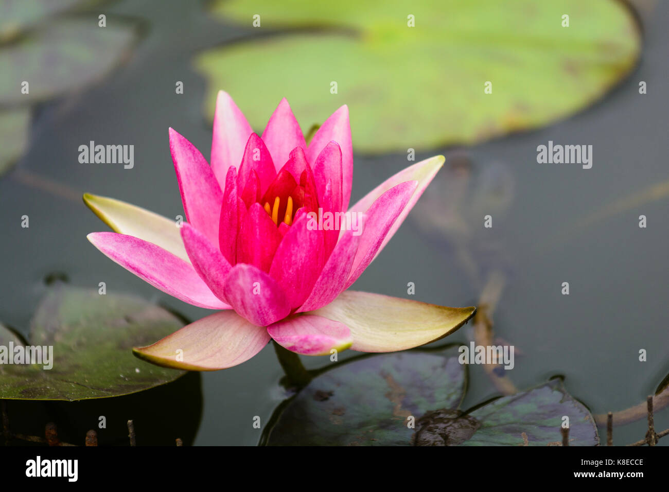 Lotus flower in a botanical garden with green leaves Stock Photo - Alamy