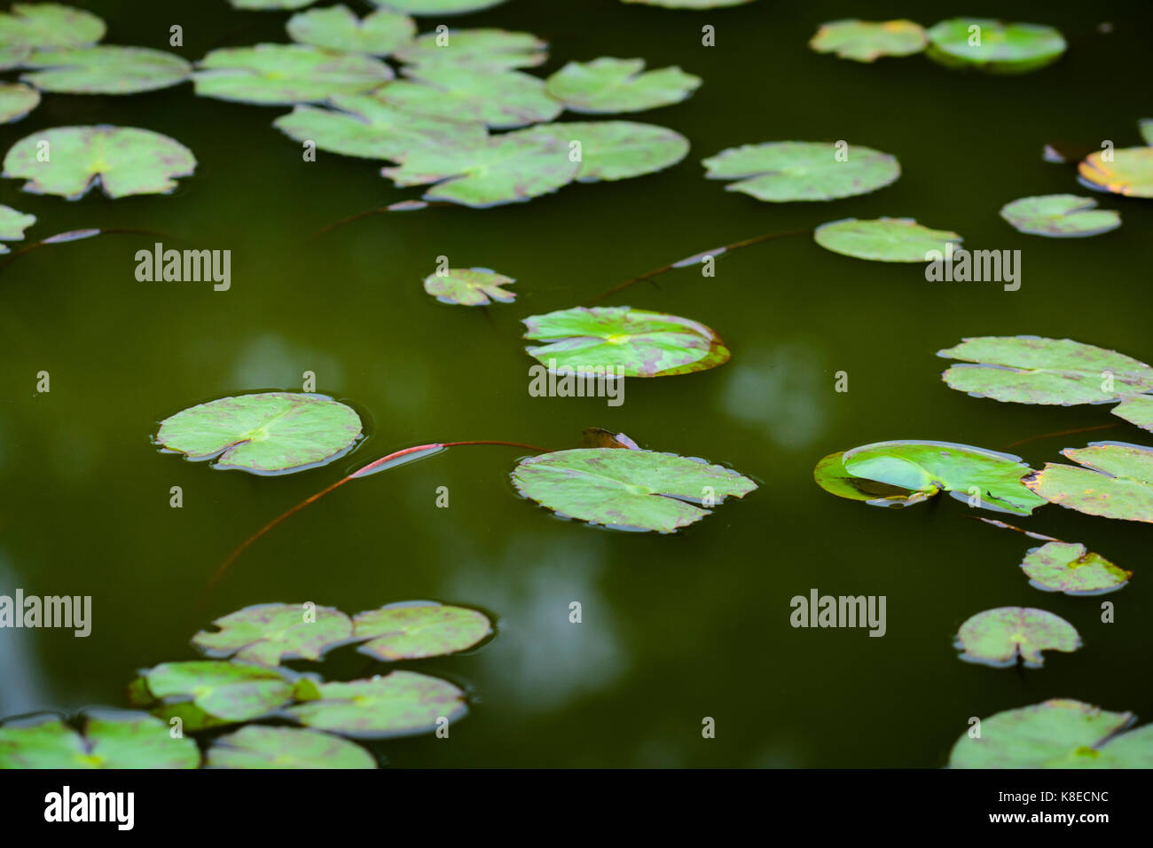 Nenuphar flower leaves hi-res stock photography and images - Alamy
