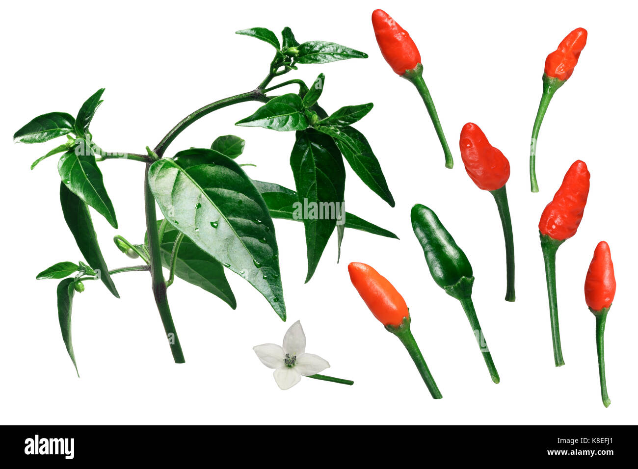 Pequin or piquin chile pepper, plant,fruits, blossom. Exploded view ...
