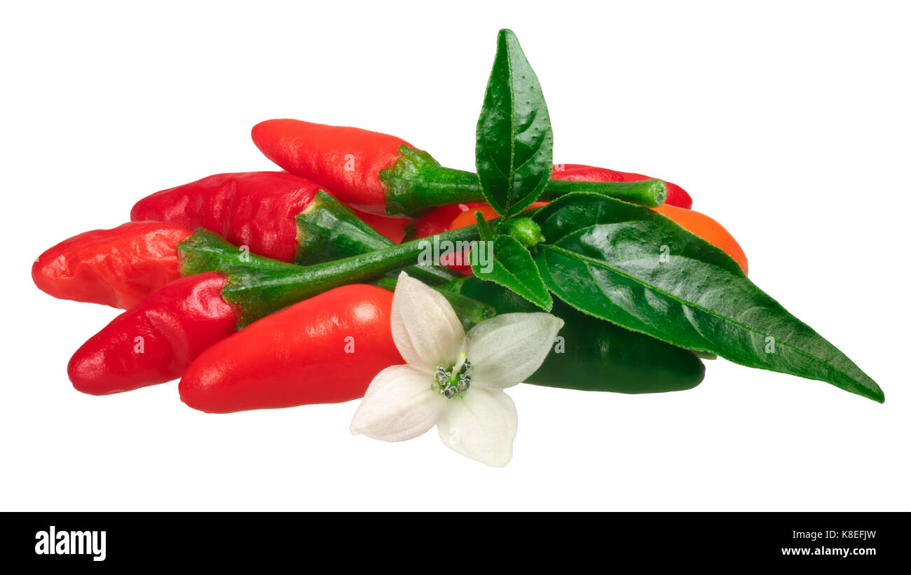 Pequin or chile piquin peppers, pile of whole pods (Capsicum annuum var ...