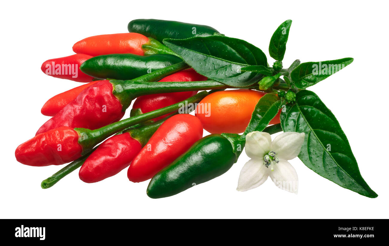 Pequin or piquin chile peppers, pile of whole pods (Capsicum annuum var ...