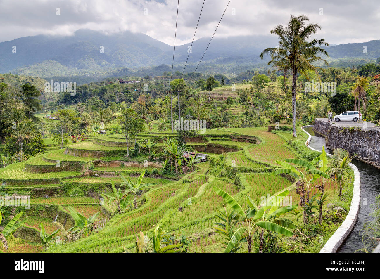 Panorama of rice terraces in Bali with mountains in background Stock ...