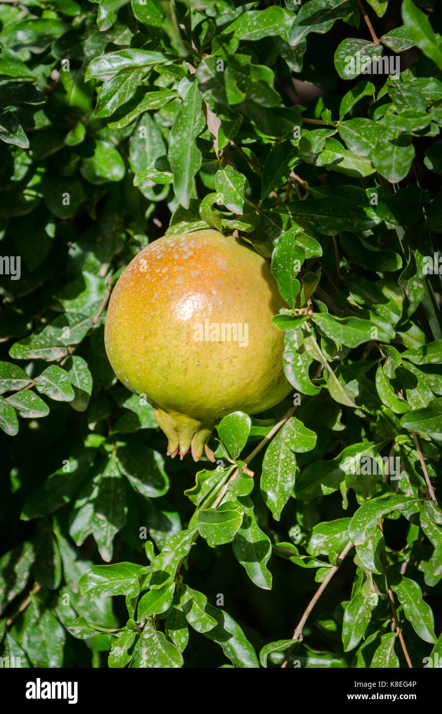 Wild pears growing on a tree in an oasis in Morocco, North Africa Stock ...