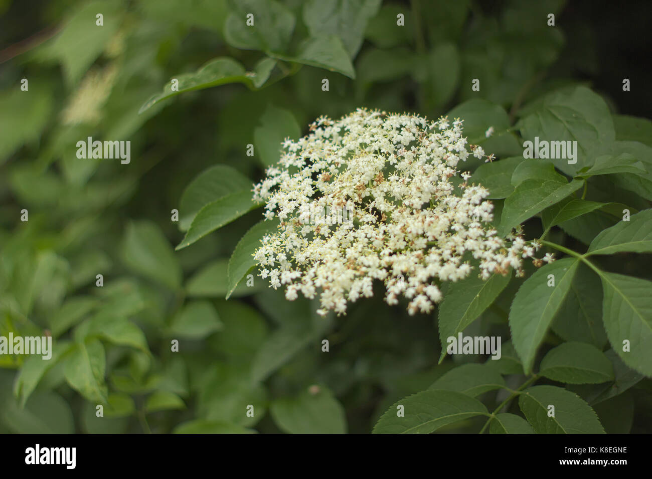 Elder plant hi-res stock photography and images - Alamy