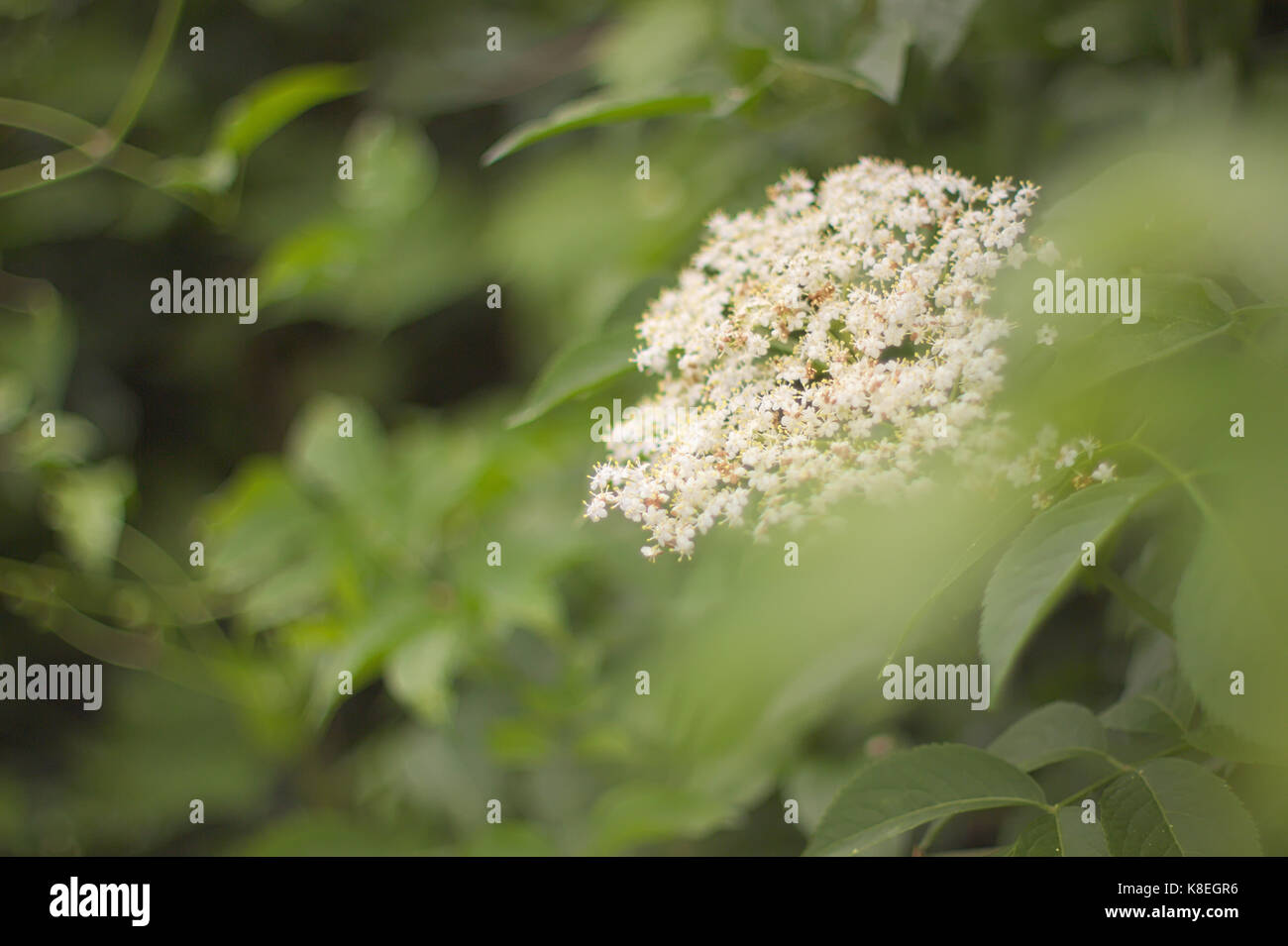 Elder plant hi-res stock photography and images - Alamy