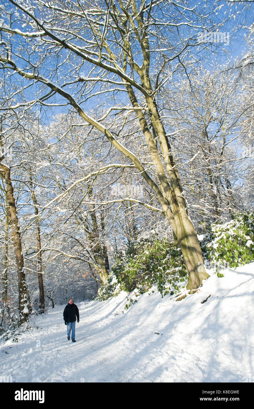 Worsley Woods, Worsley, Manchester Stock Photo - Alamy