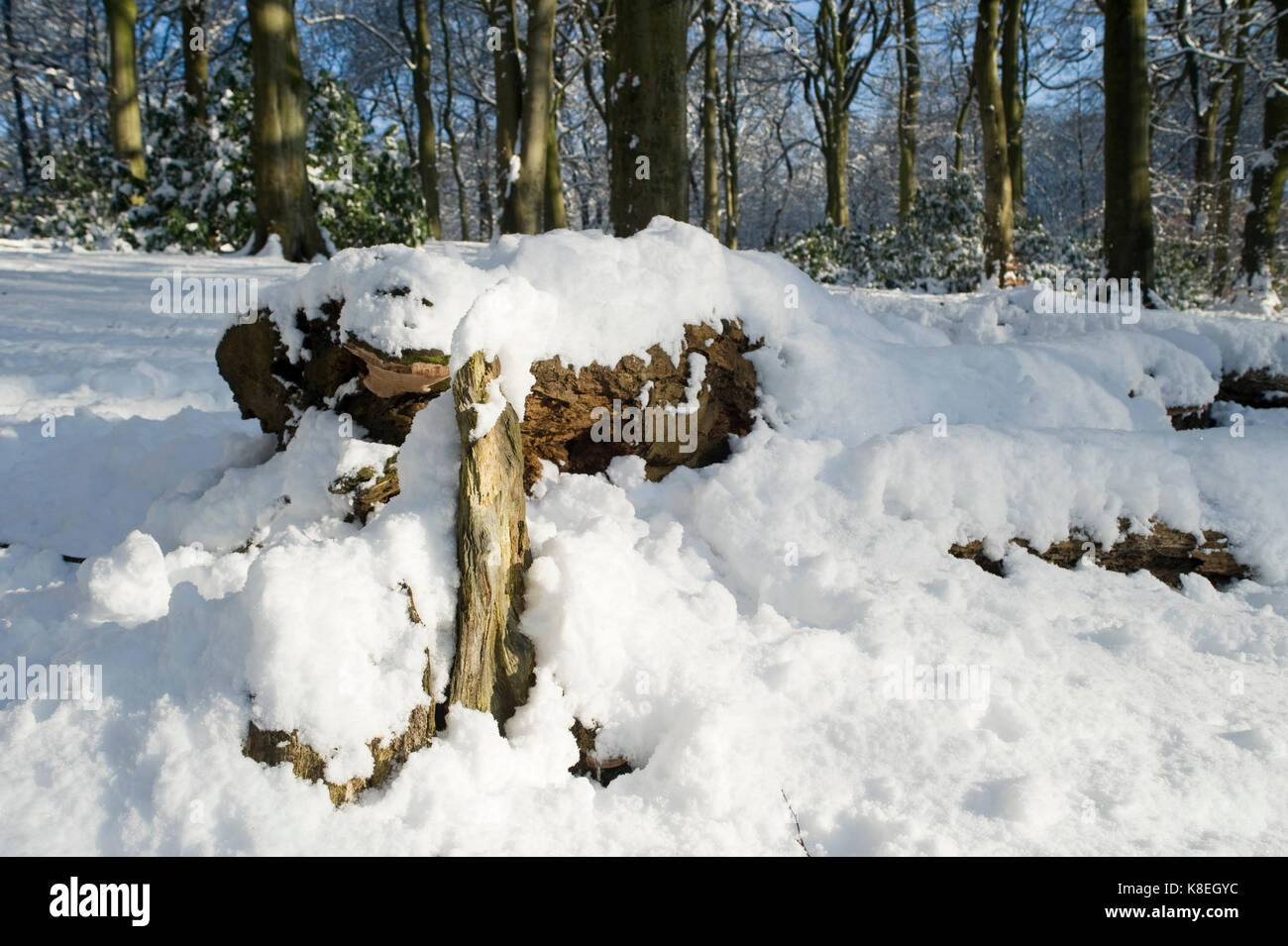 Worsley Woods, Worsley, Manchester Stock Photo - Alamy