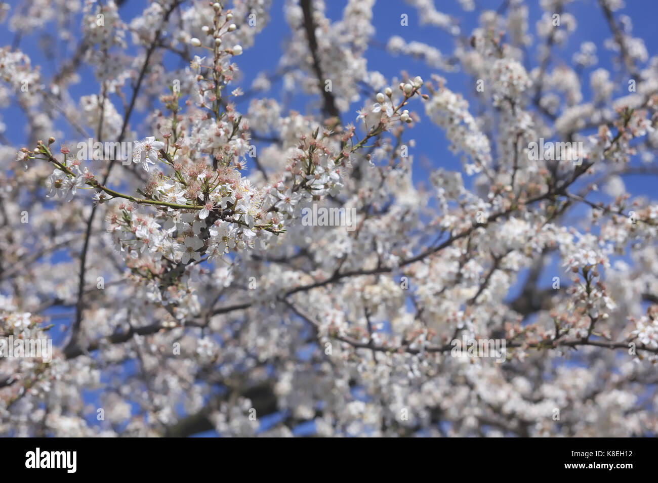 Freshness bloom hi-res stock photography and images - Alamy
