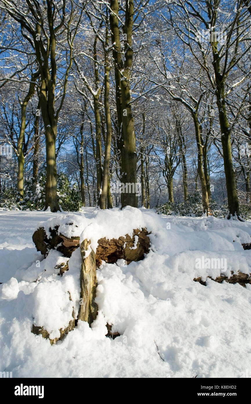 Worsley Woods, Worsley, Manchester Stock Photo - Alamy