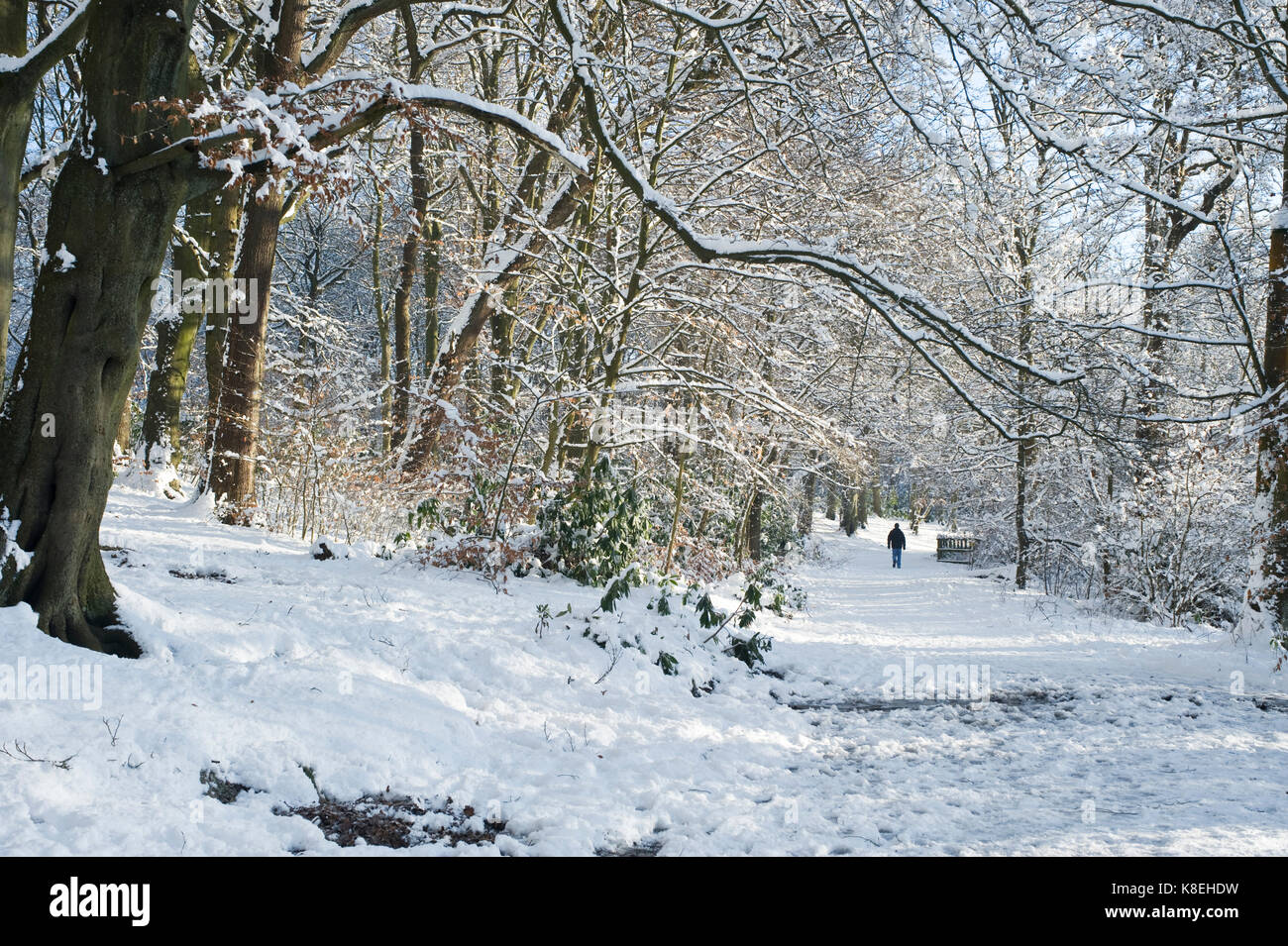 Worsley Woods, Worsley, Manchester Stock Photo - Alamy