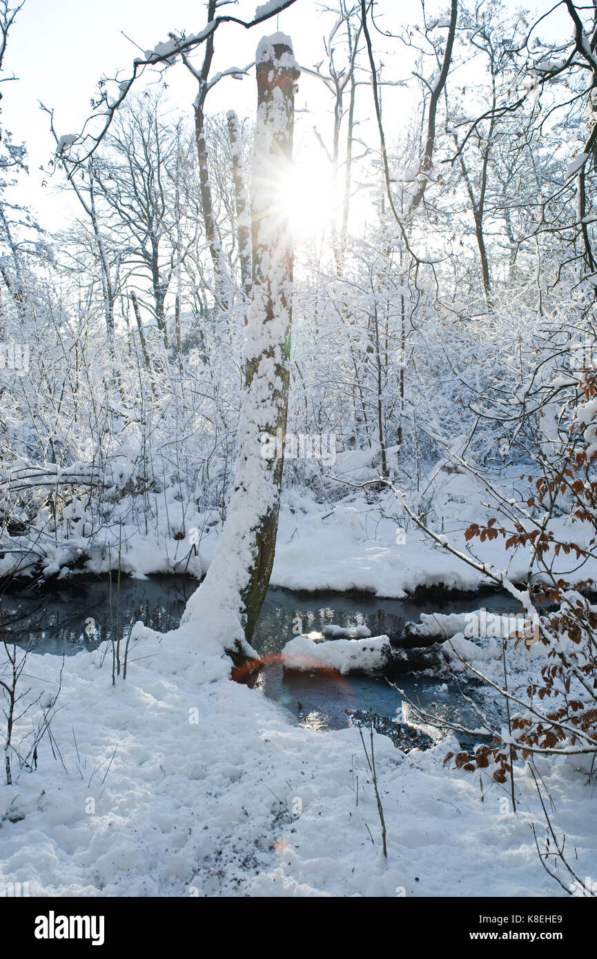 Worsley Woods, Worsley, Manchester Stock Photo - Alamy