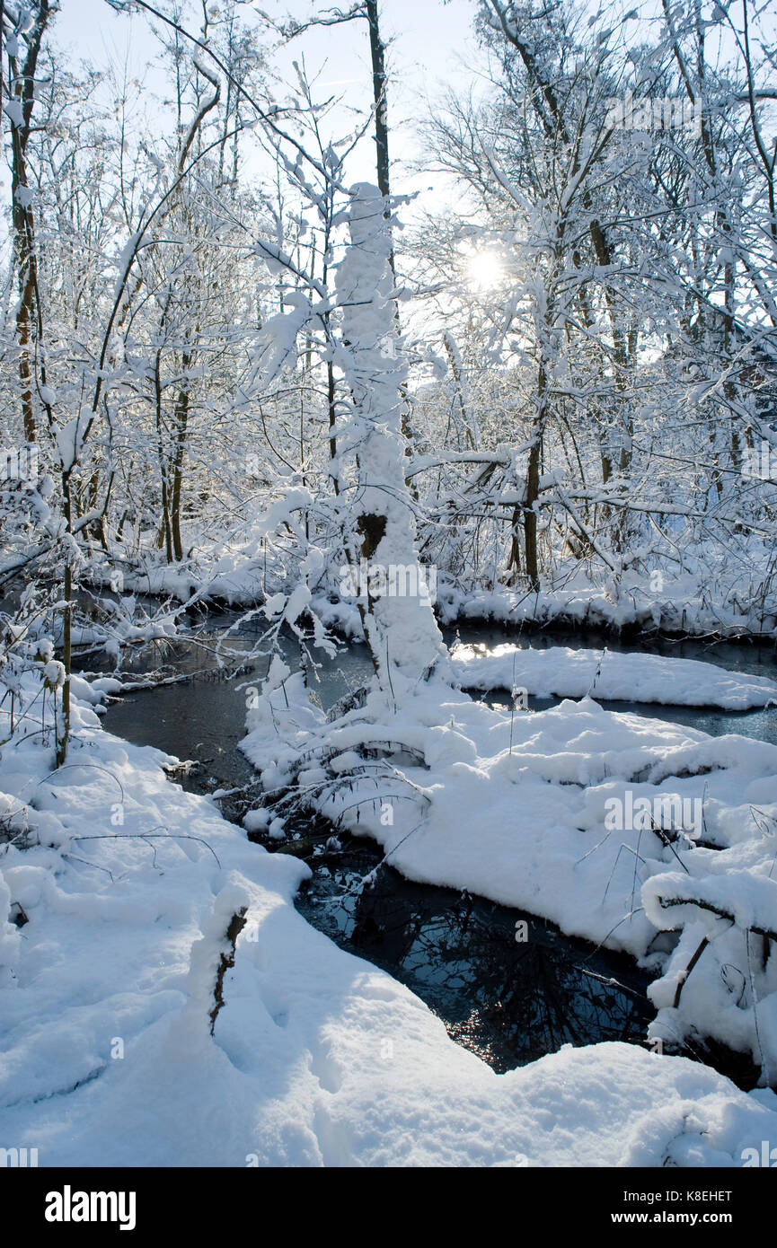 Worsley Woods, Worsley, Manchester Stock Photo - Alamy