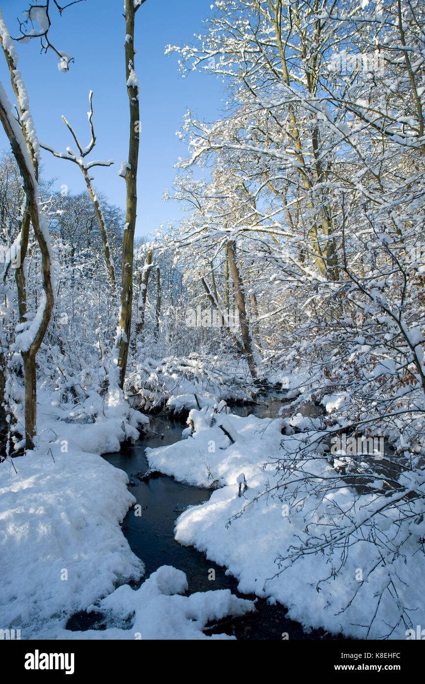 Worsley Woods, Worsley, Manchester Stock Photo - Alamy