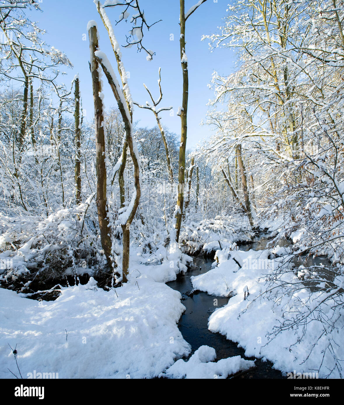 Worsley Woods, Worsley, Manchester Stock Photo - Alamy