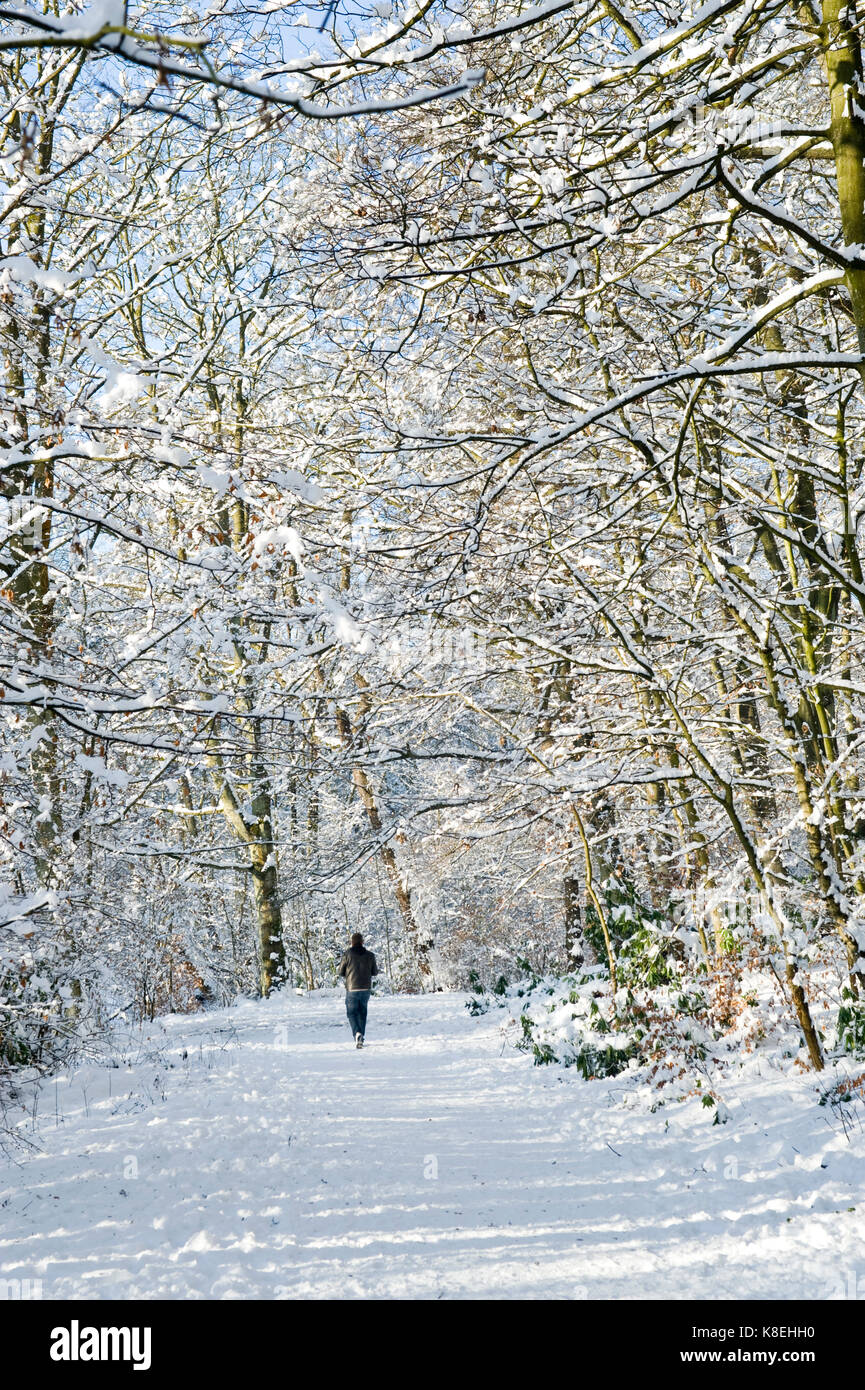 Worsley Woods, Worsley, Manchester Stock Photo - Alamy
