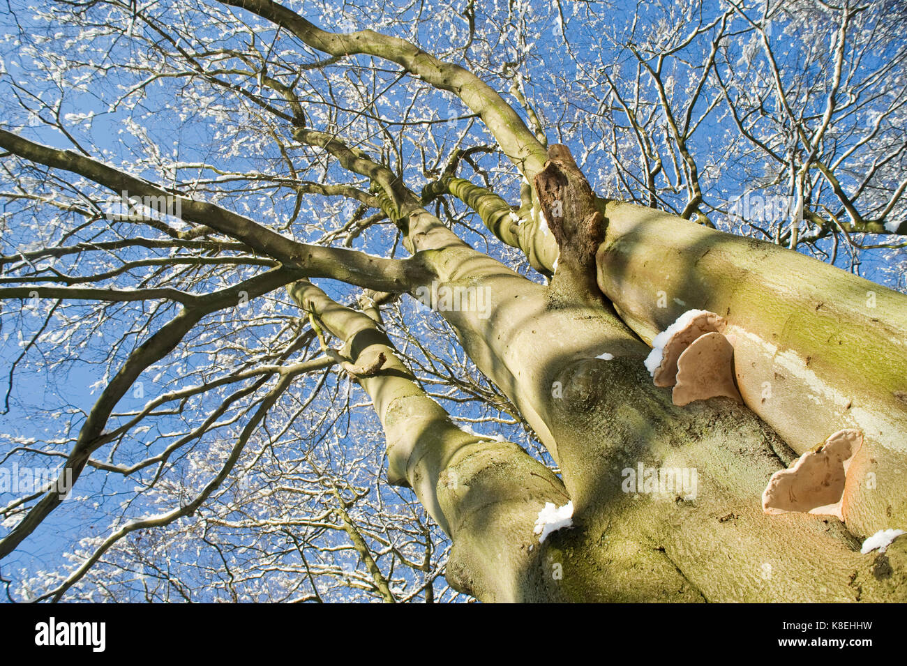 Worsley Woods, Worsley, Manchester Stock Photo - Alamy