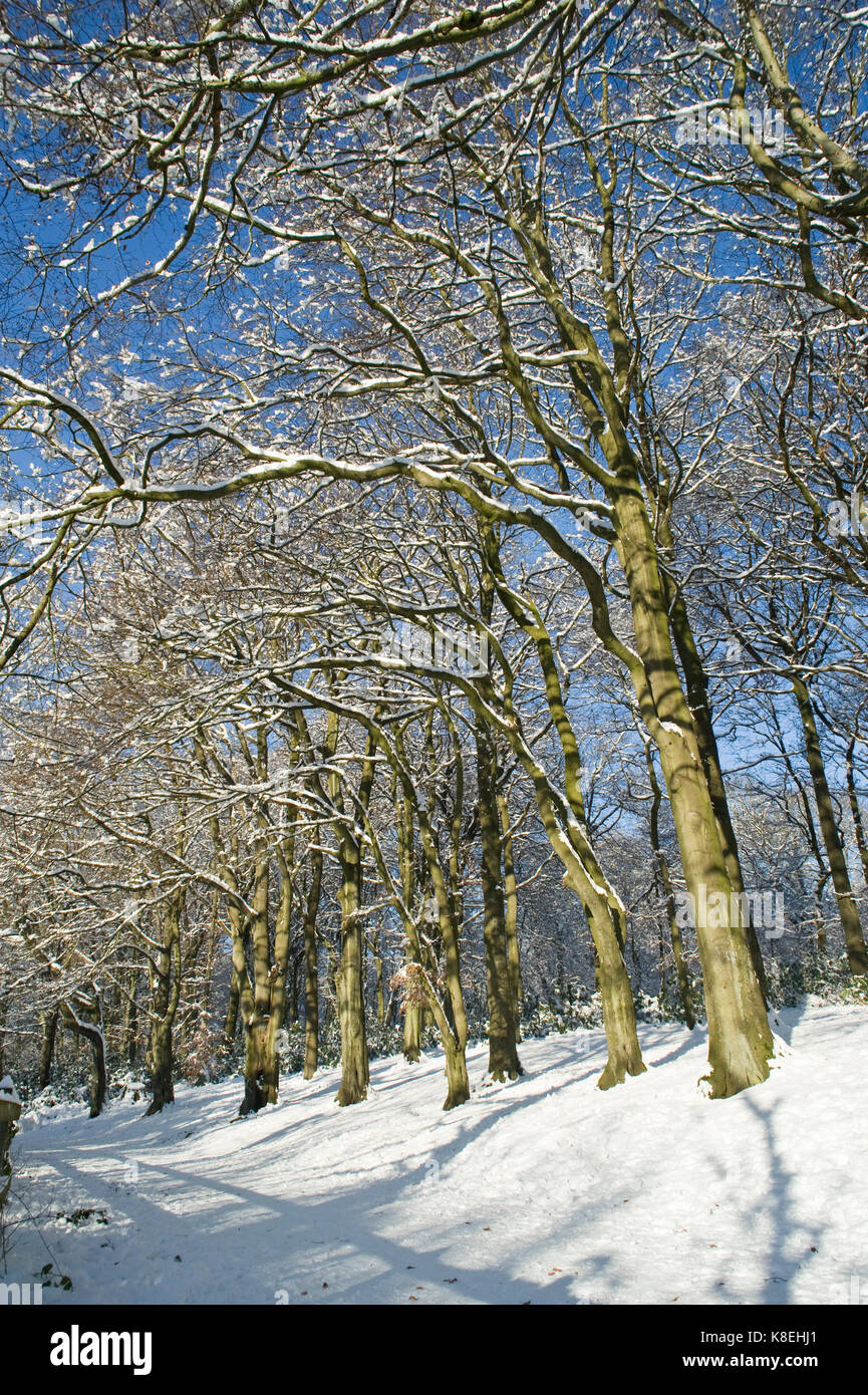 Worsley Woods, Worsley, Manchester Stock Photo - Alamy