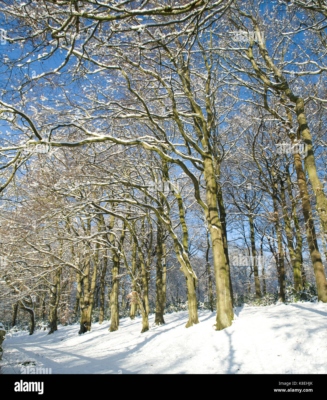 Worsley Woods, Worsley, Manchester Stock Photo - Alamy