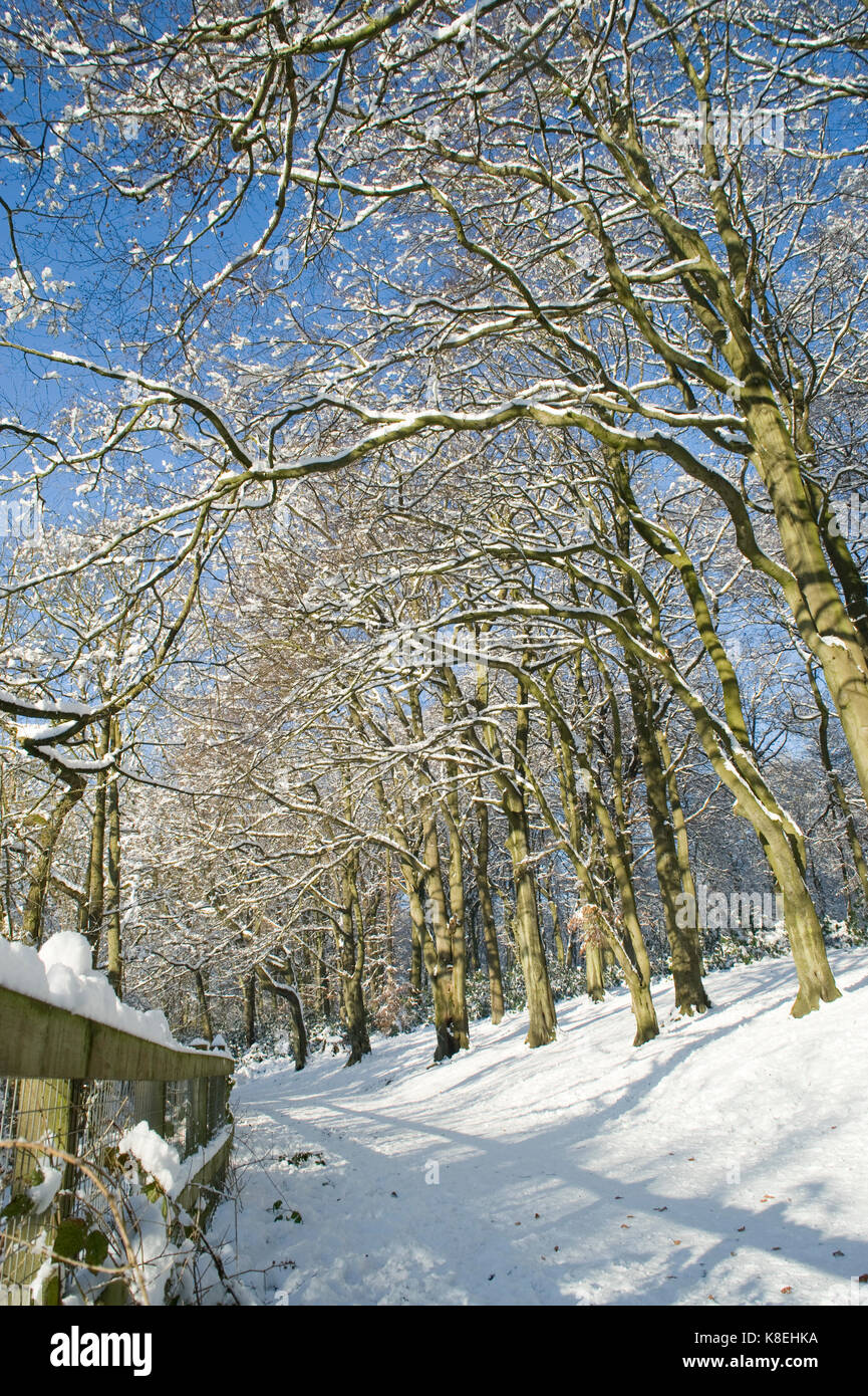Worsley Woods, Worsley, Manchester Stock Photo - Alamy