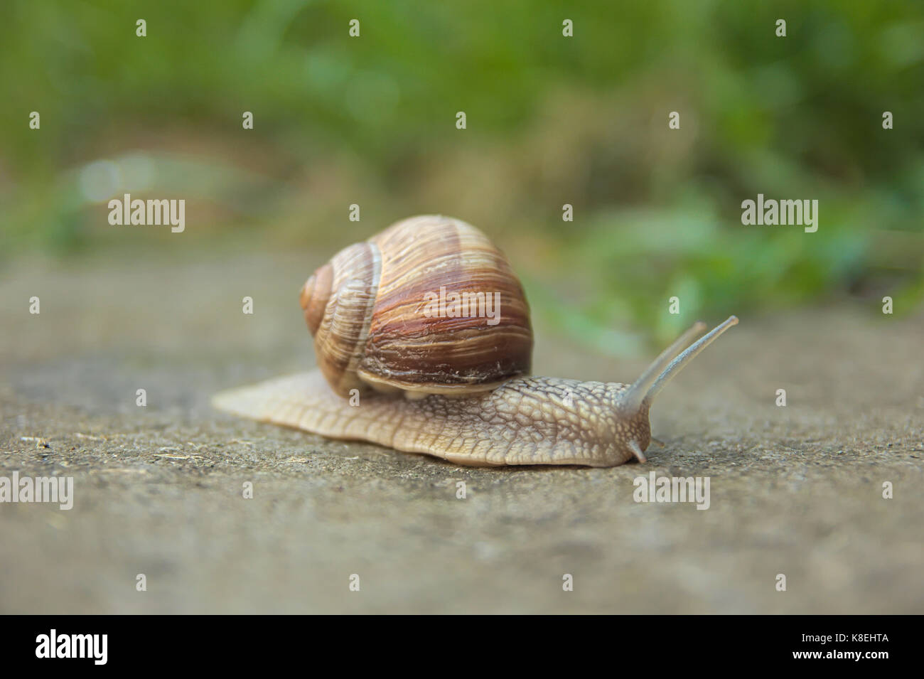 Funny snail look hi-res stock photography and images - Alamy