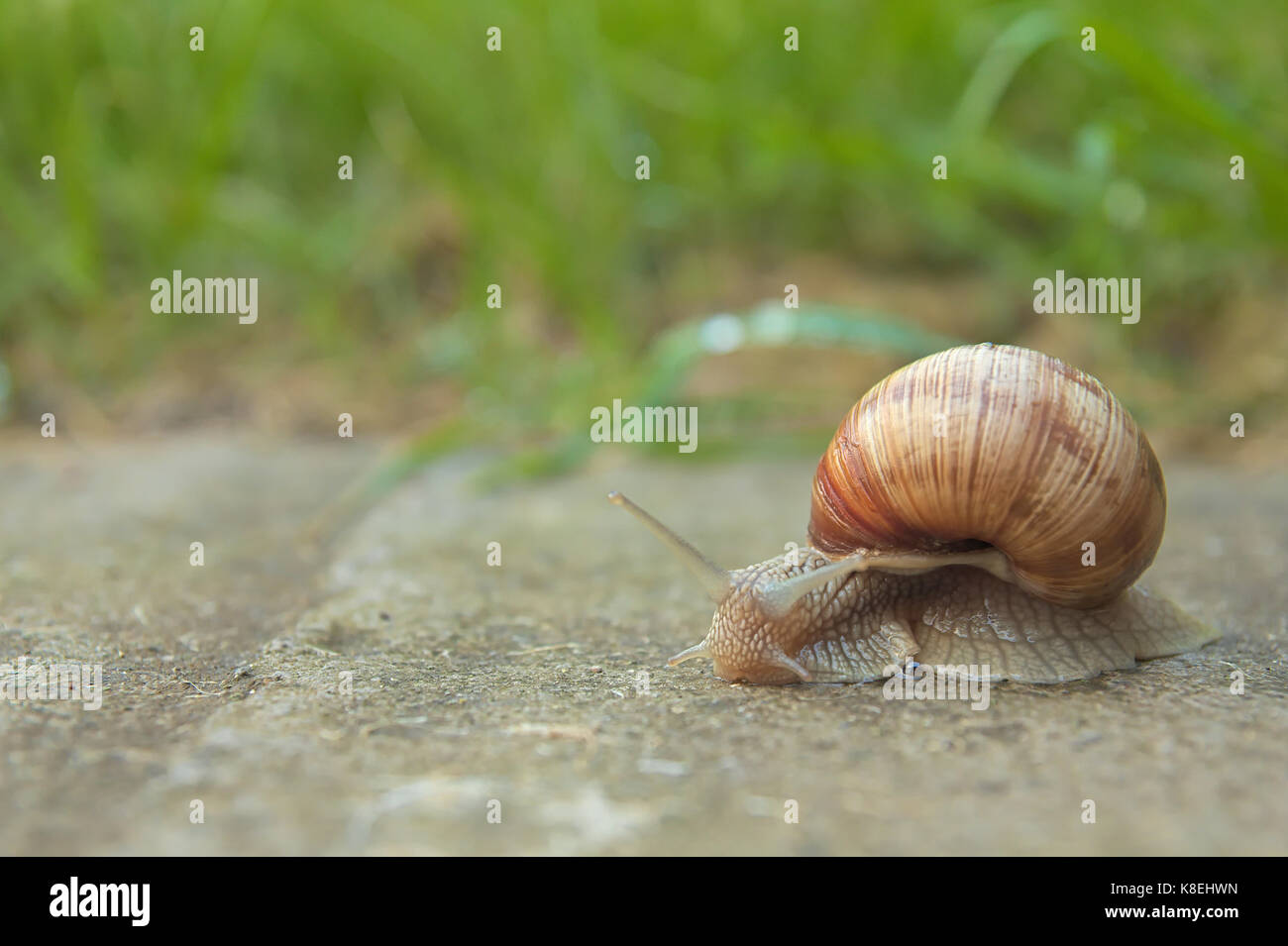 Funny snail look hi-res stock photography and images - Alamy