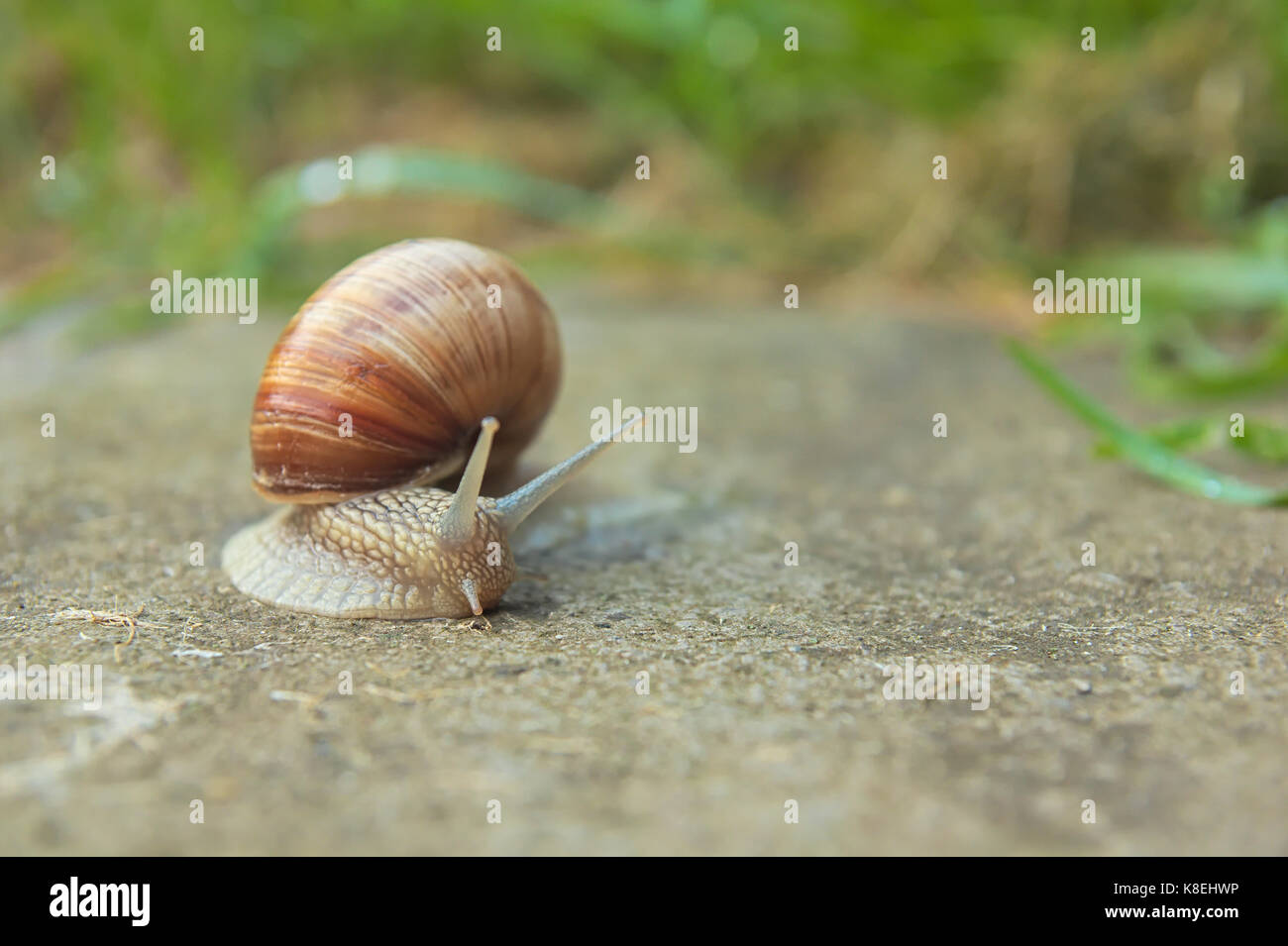 Snail hi-res stock photography and images - Alamy