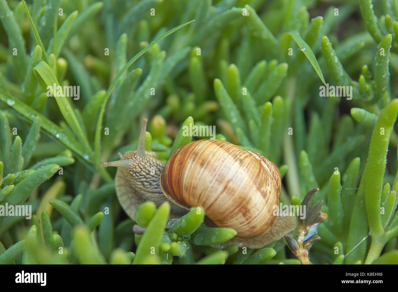 Funny Snail Look High Resolution Stock Photography and Images - Alamy