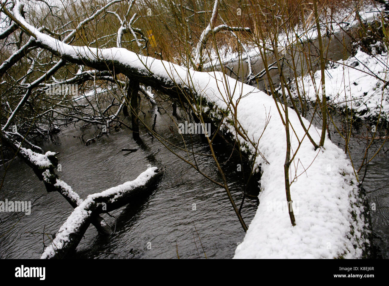 Worsley Woods, Worsley, Manchester Stock Photo - Alamy