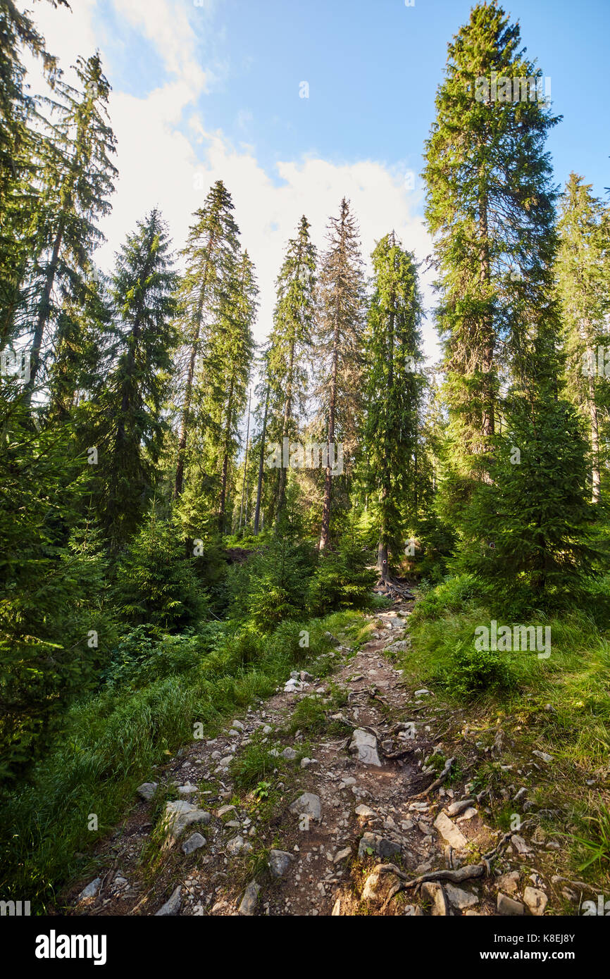 Landscape with pine forest and hiking trail in the mountains Stock ...
