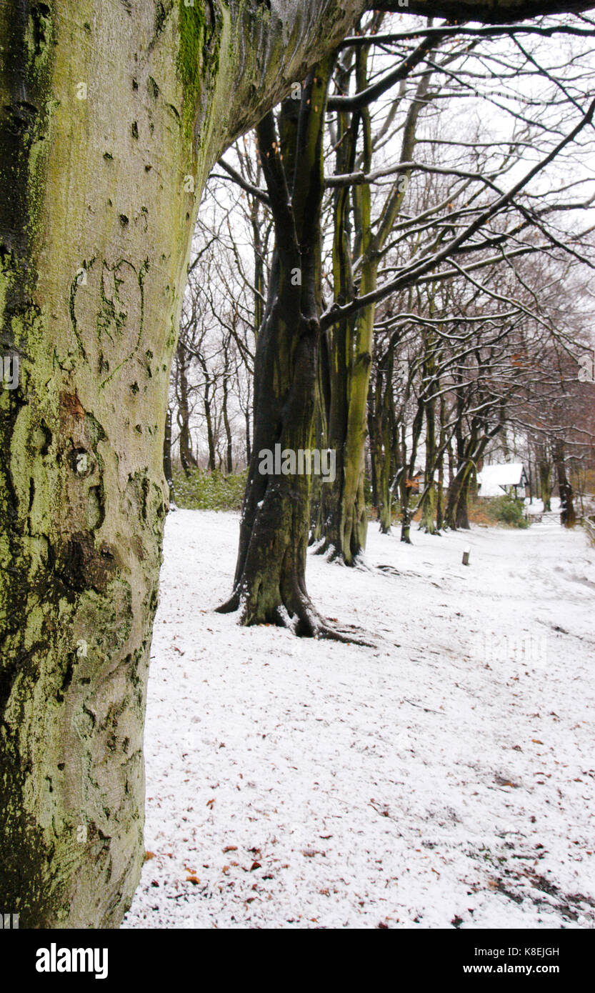 Worsley Woods, Worsley, Manchester Stock Photo - Alamy