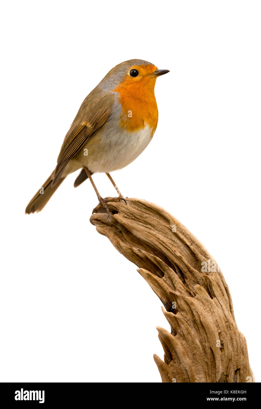 Beautiful small bird with a orange feathers on a white background Stock ...