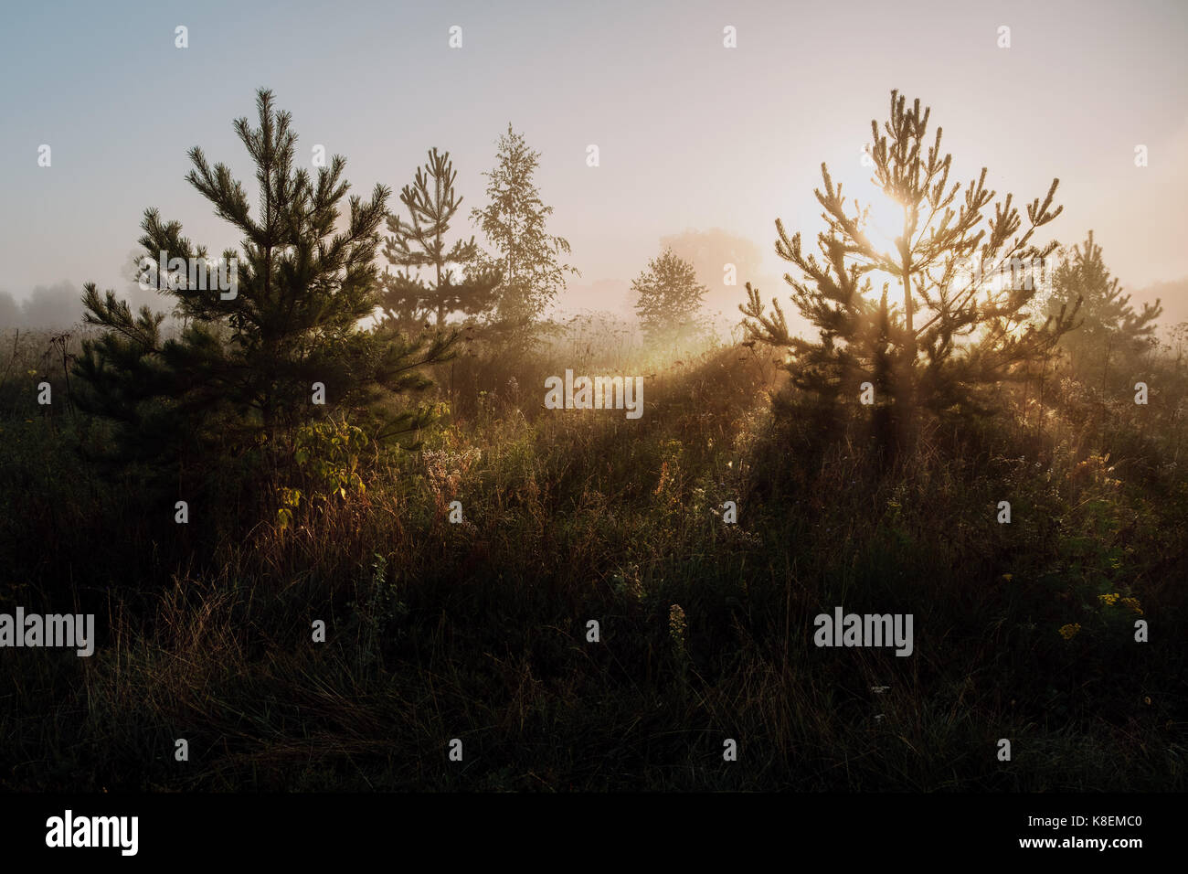 Early morning at the summer field Stock Photo - Alamy
