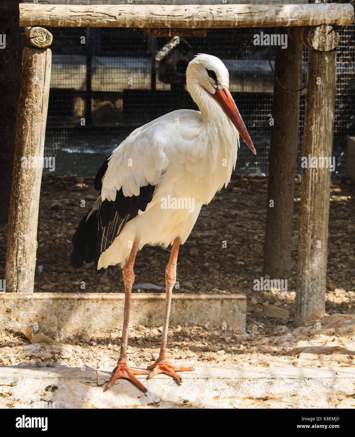 Portrait of a White Stork Stock Photo - Alamy
