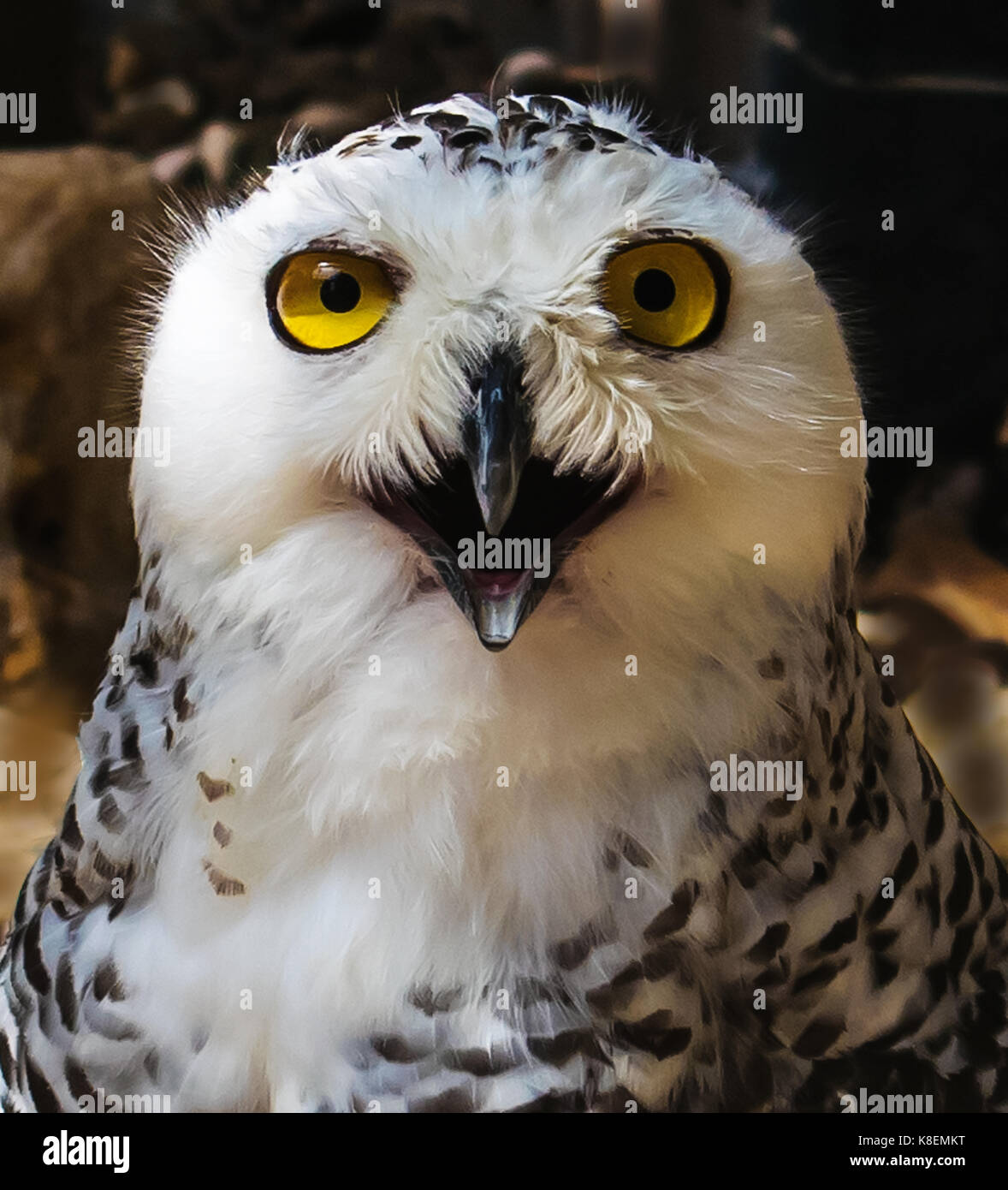 A portrait of a snowy owl Stock Photo - Alamy