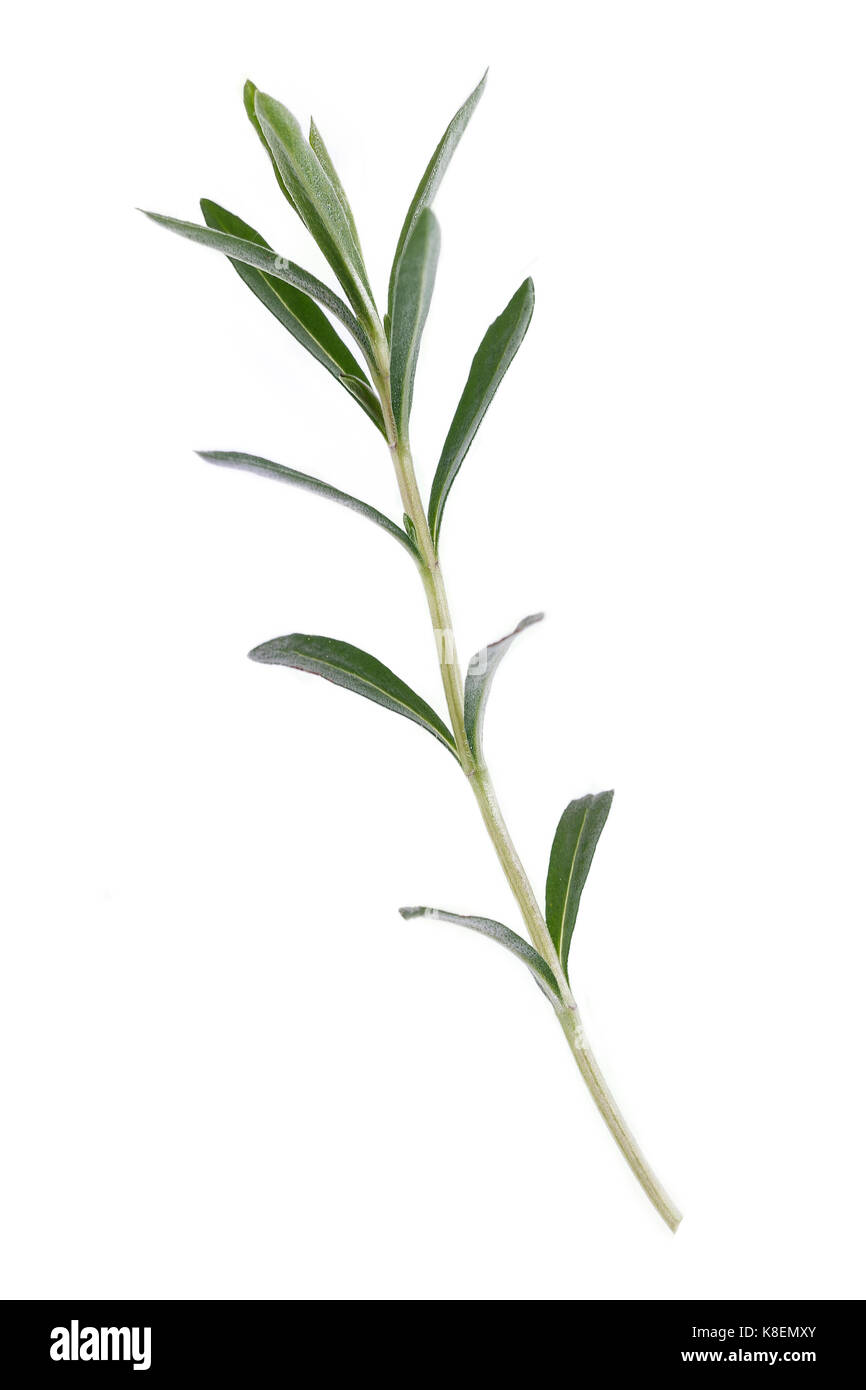 Tarragon hi-res stock photography and images - Alamy