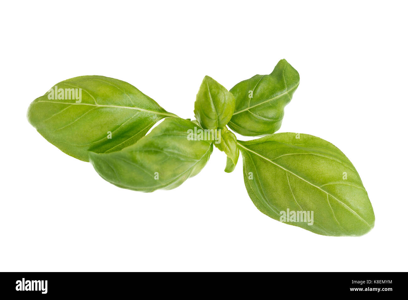 Nourishment basil Cut Out Stock Images & Pictures - Alamy