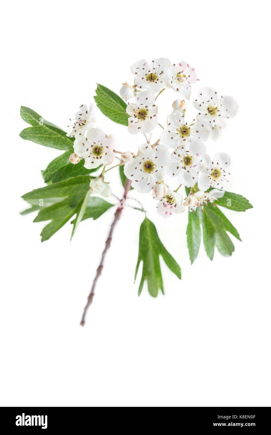 Hawthorn crataegus sp hi-res stock photography and images - Alamy