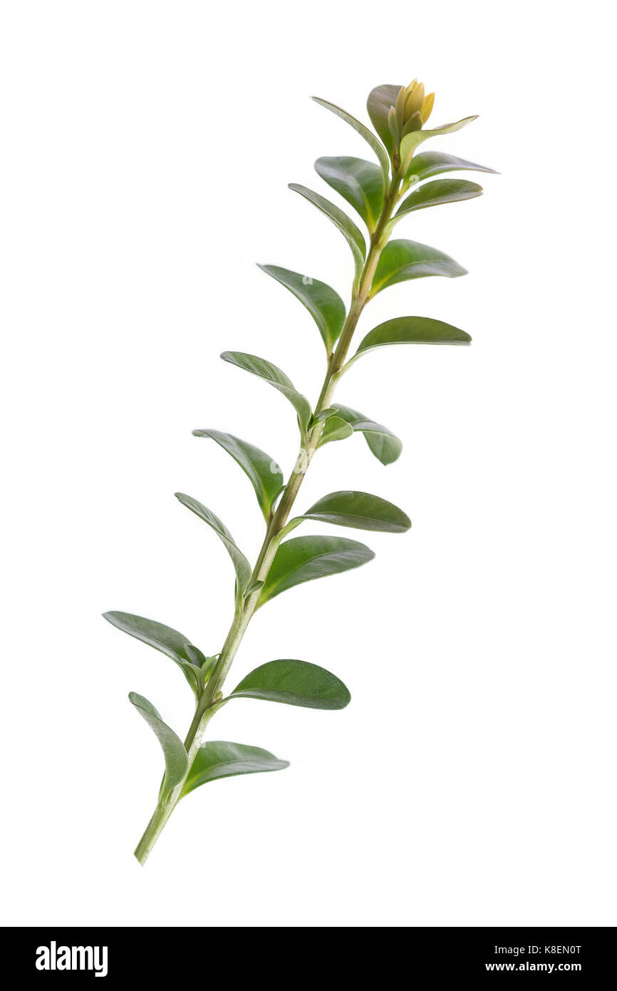 Box tree buxus sp hi-res stock photography and images - Alamy