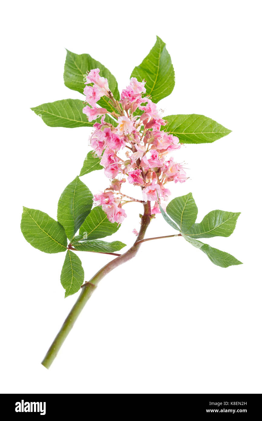 Flowering chestnut tree Cut Out Stock Images & Pictures - Alamy